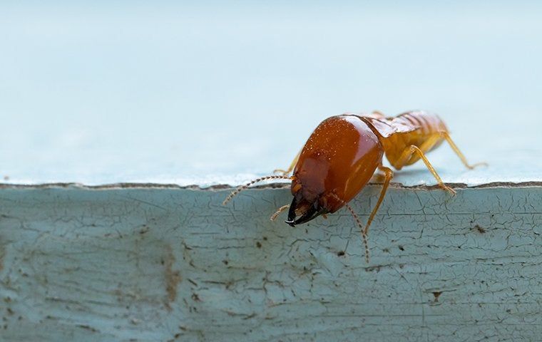 Signs Of Termites Every Humble Resident Needs To Know | Bugtime Termite ...