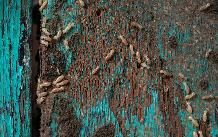 The Best Way To Protect Your Humble Property From Termites | Bugtime ...